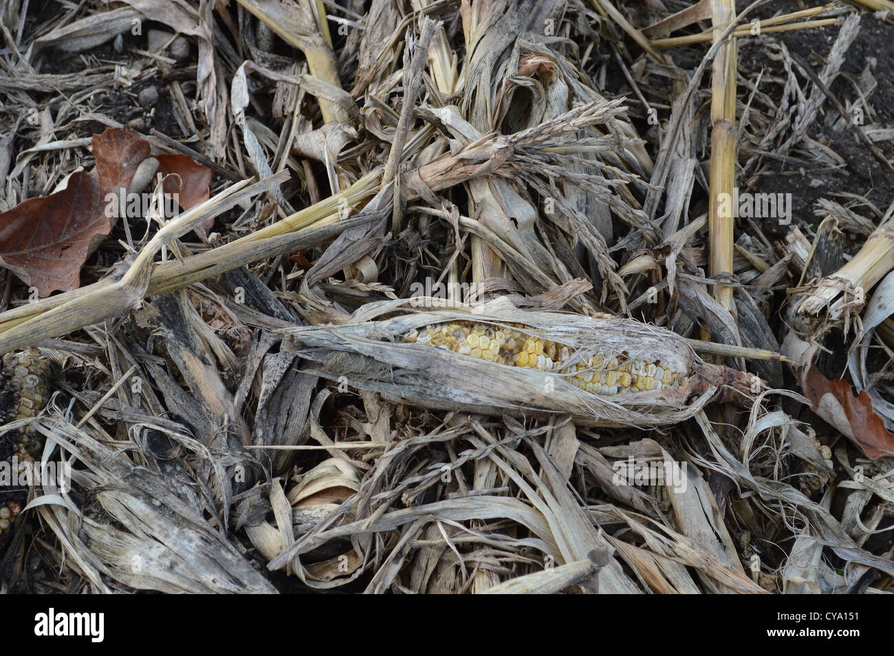 Rotting corn lying in field Stock Photo - Alamy