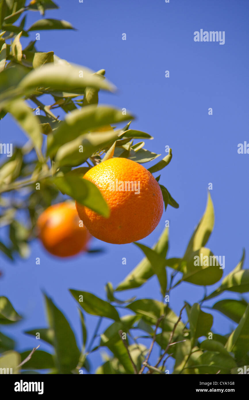 Orange fruits on the tree Stock Photo - Alamy