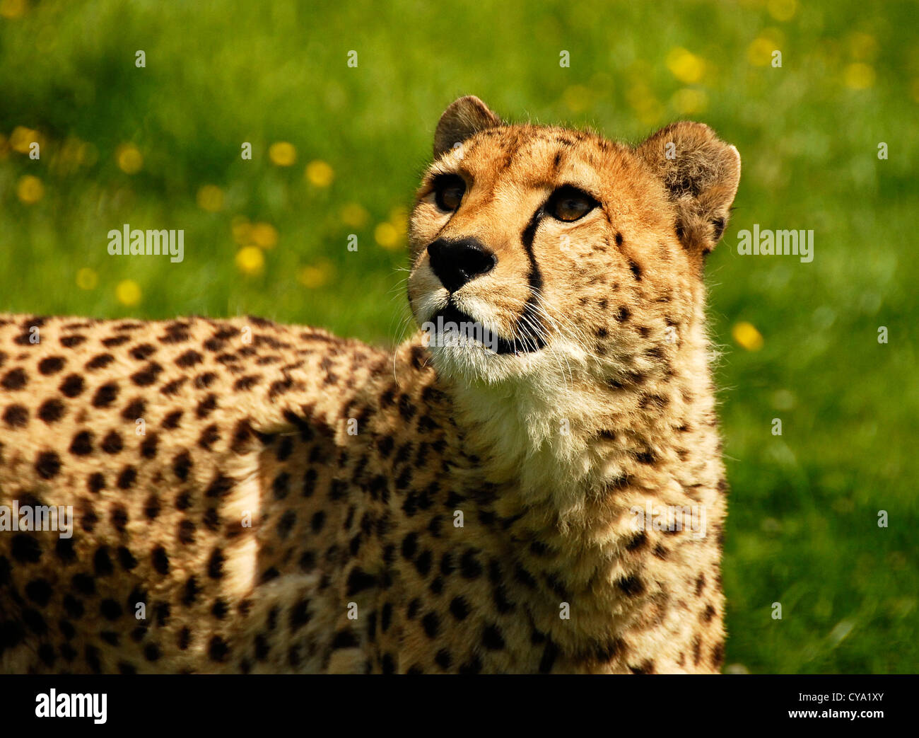 Murphy a Young Cheetah Stock Photo - Alamy