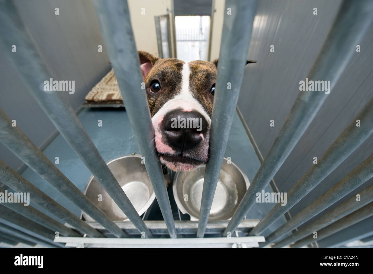 Homeless dog behind bars in an animal shelter Stock Photo - Alamy