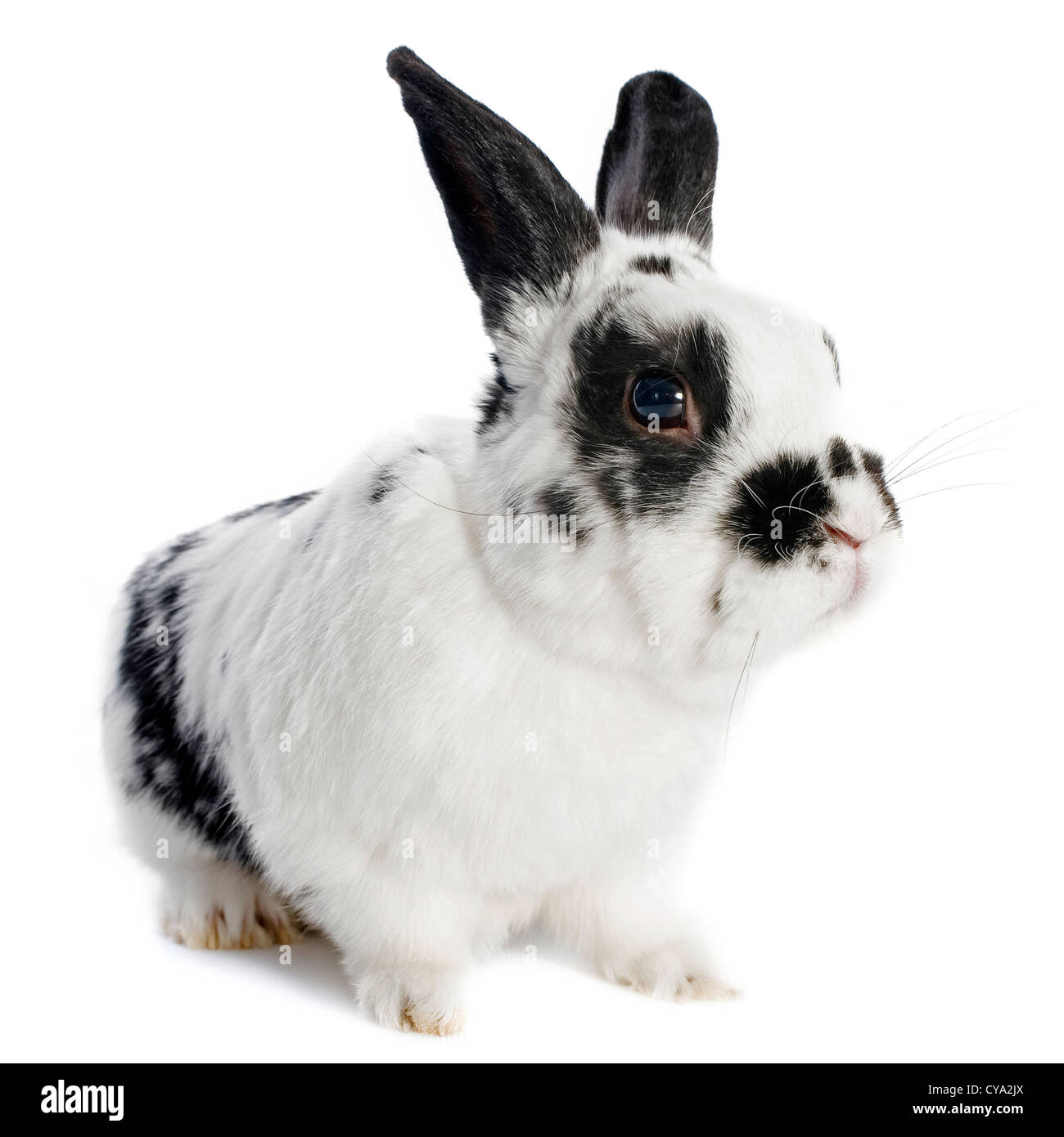 portrait of a dwarf bunny in front of white background Stock Photo - Alamy