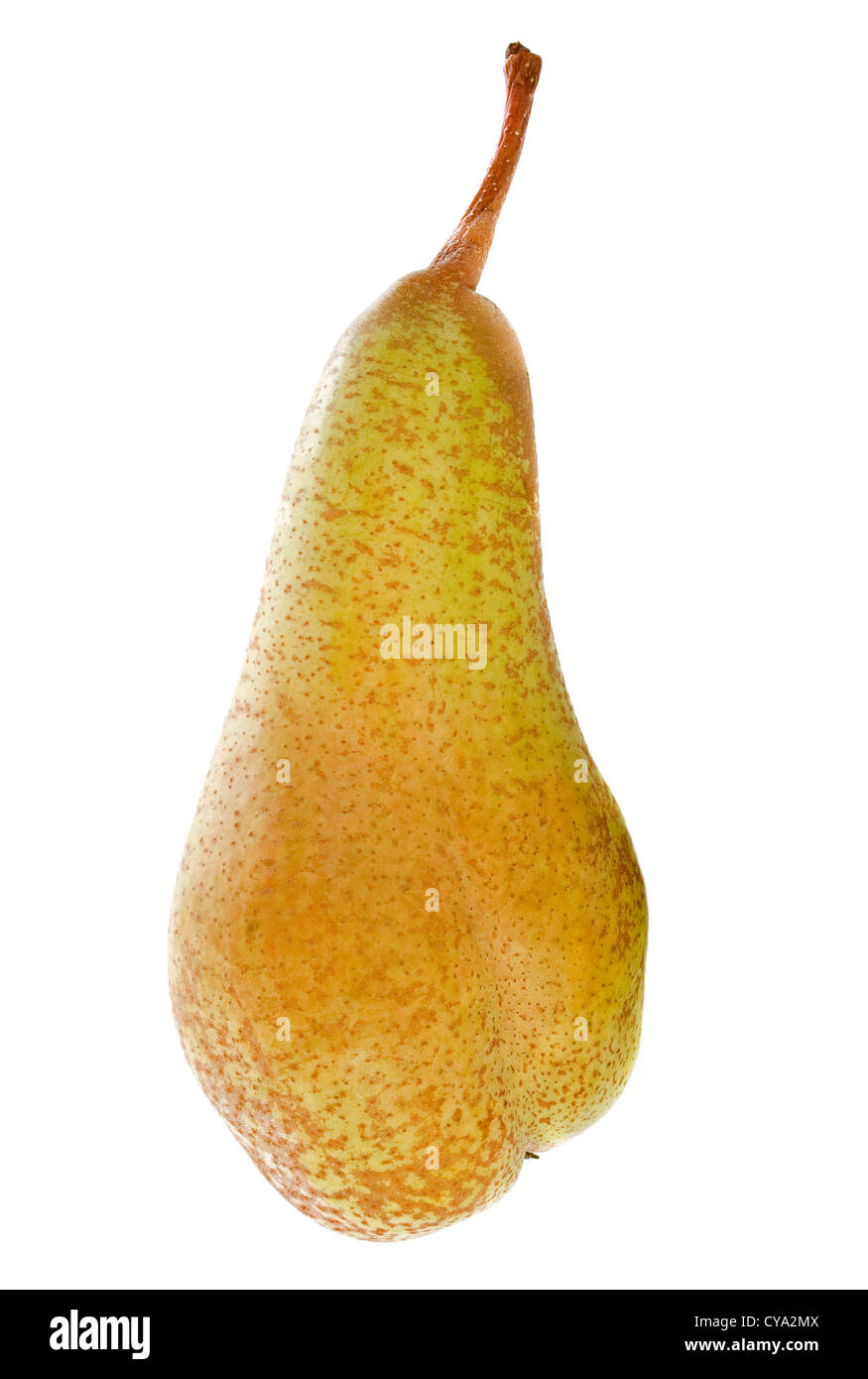 conference pear in front of white background Stock Photo - Alamy