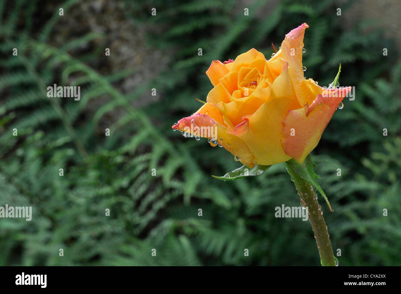 A single rose after rainfall Stock Photo - Alamy