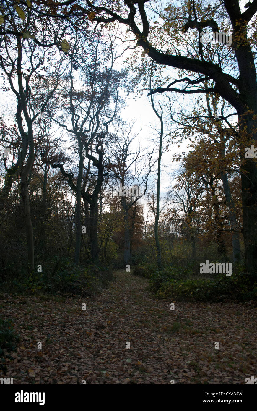 Wide path or open area covered with fallen leaves running through a ...