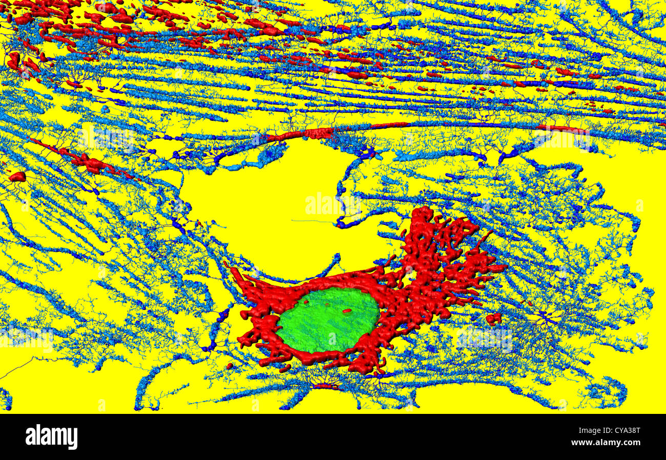 Microfilaments, mitochondria, and nuclei in fibroblast cell Stock Photo ...