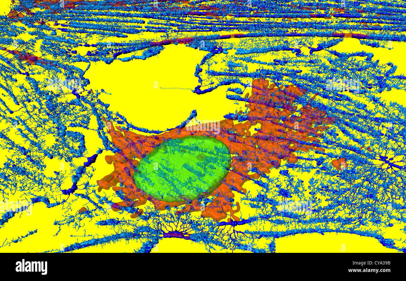 Microfilaments micrograph hi-res stock photography and images - Alamy