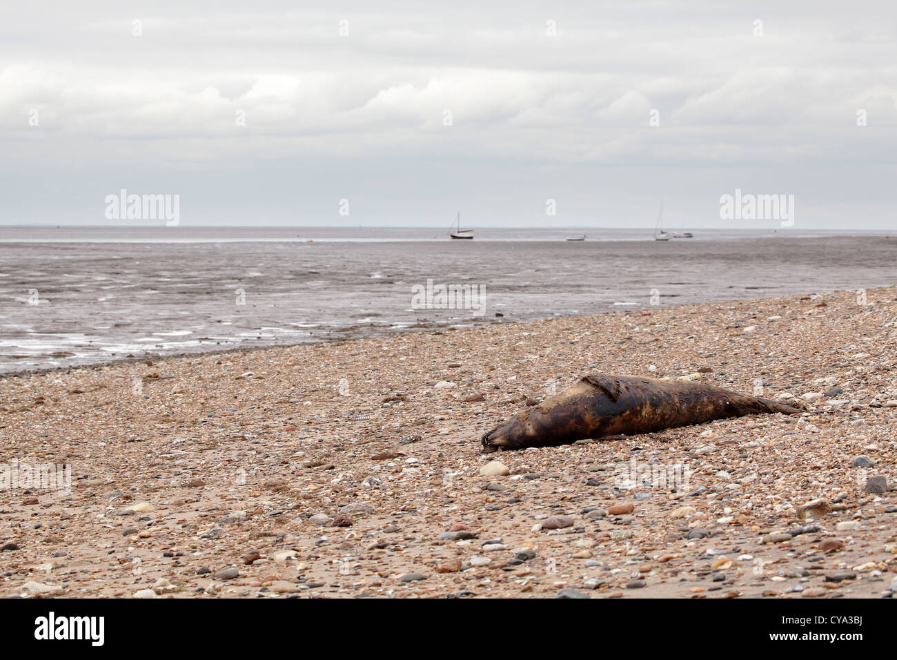 Death decay hi-res stock photography and images - Alamy