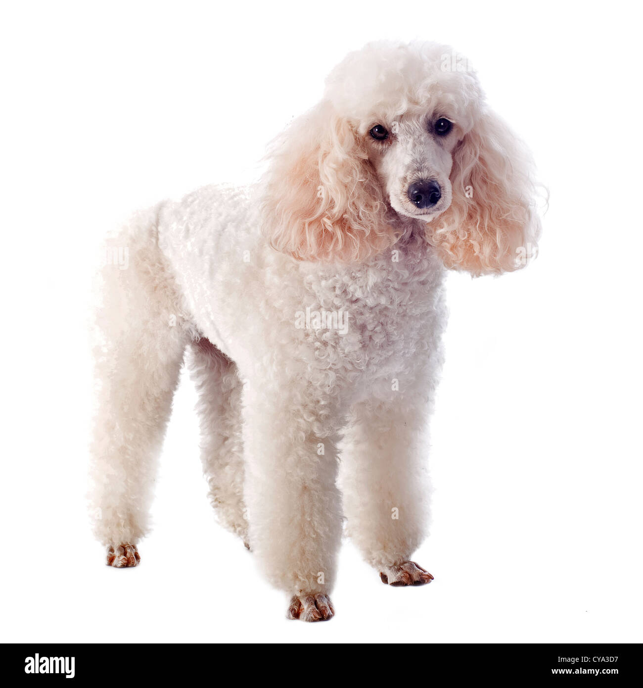 beautiful purebred white poodle in front of a white background Stock ...