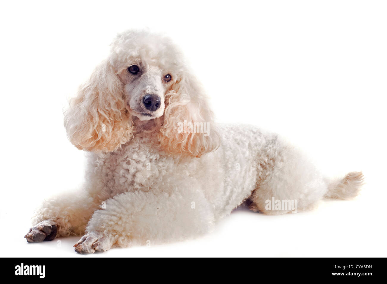beautiful purebred poodle in front of a white background Stock Photo ...