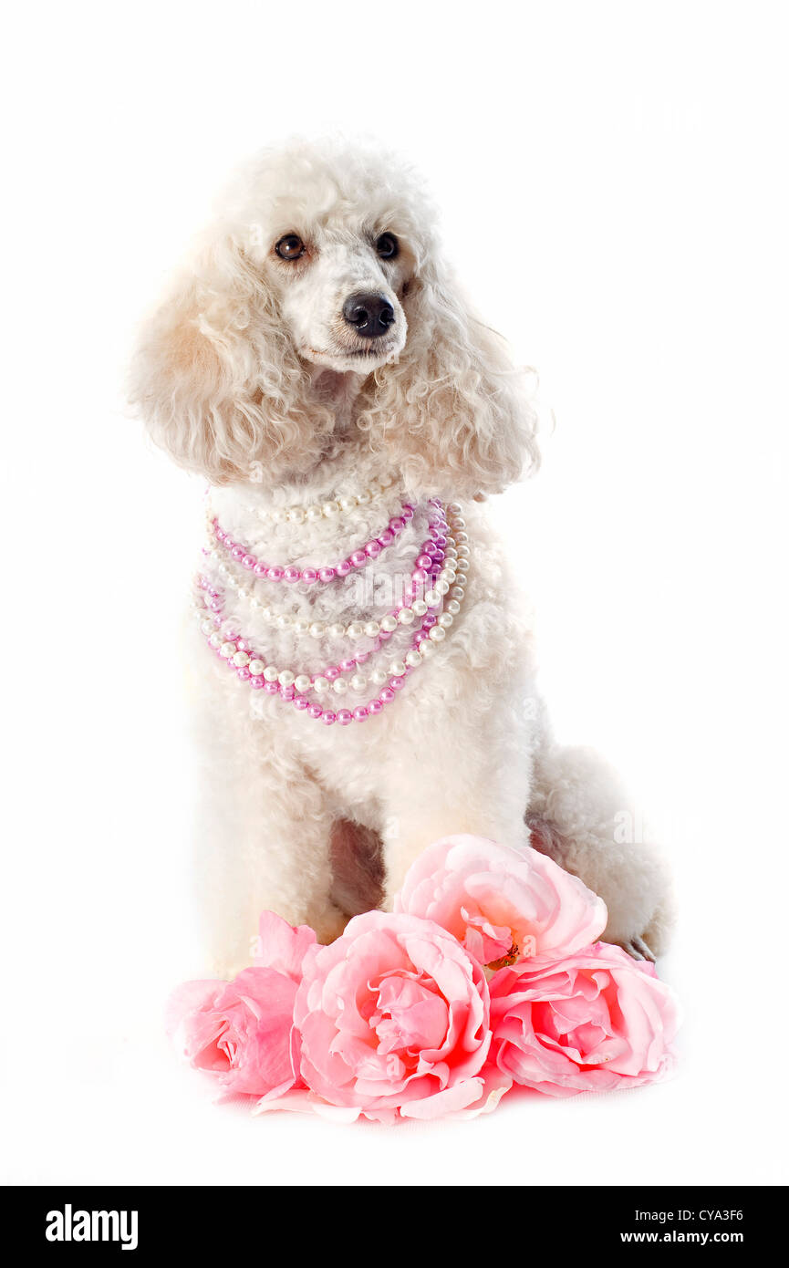 beautiful purebred poodle with flowers in front of a white background ...
