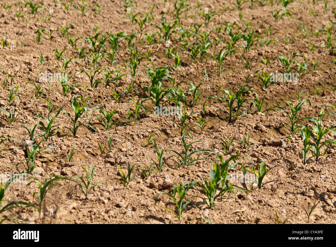 Typical Rice Field in rural Laos Stock Photo - Alamy