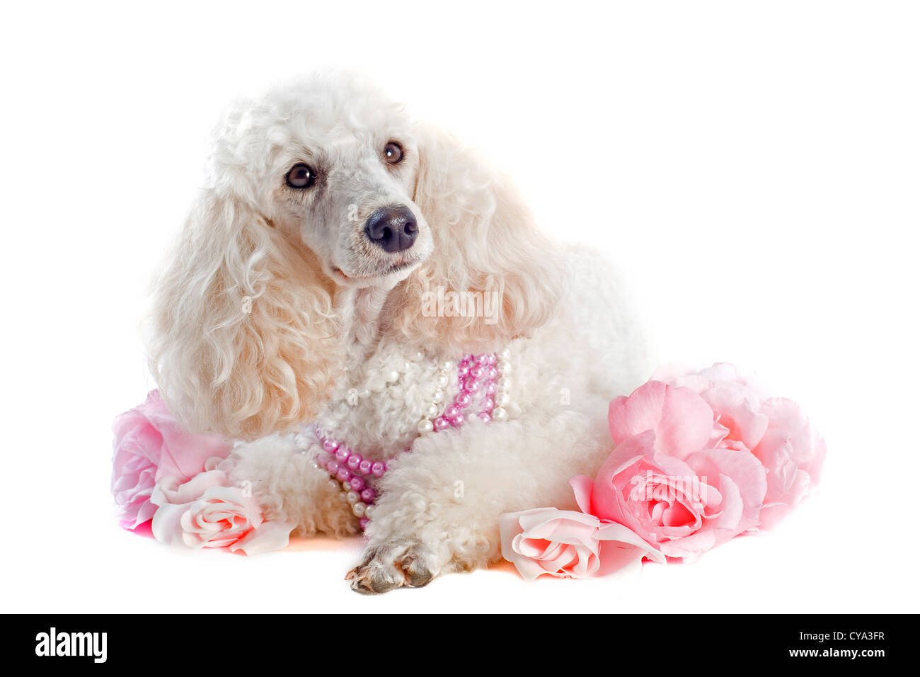 Are Pink Poodles Real