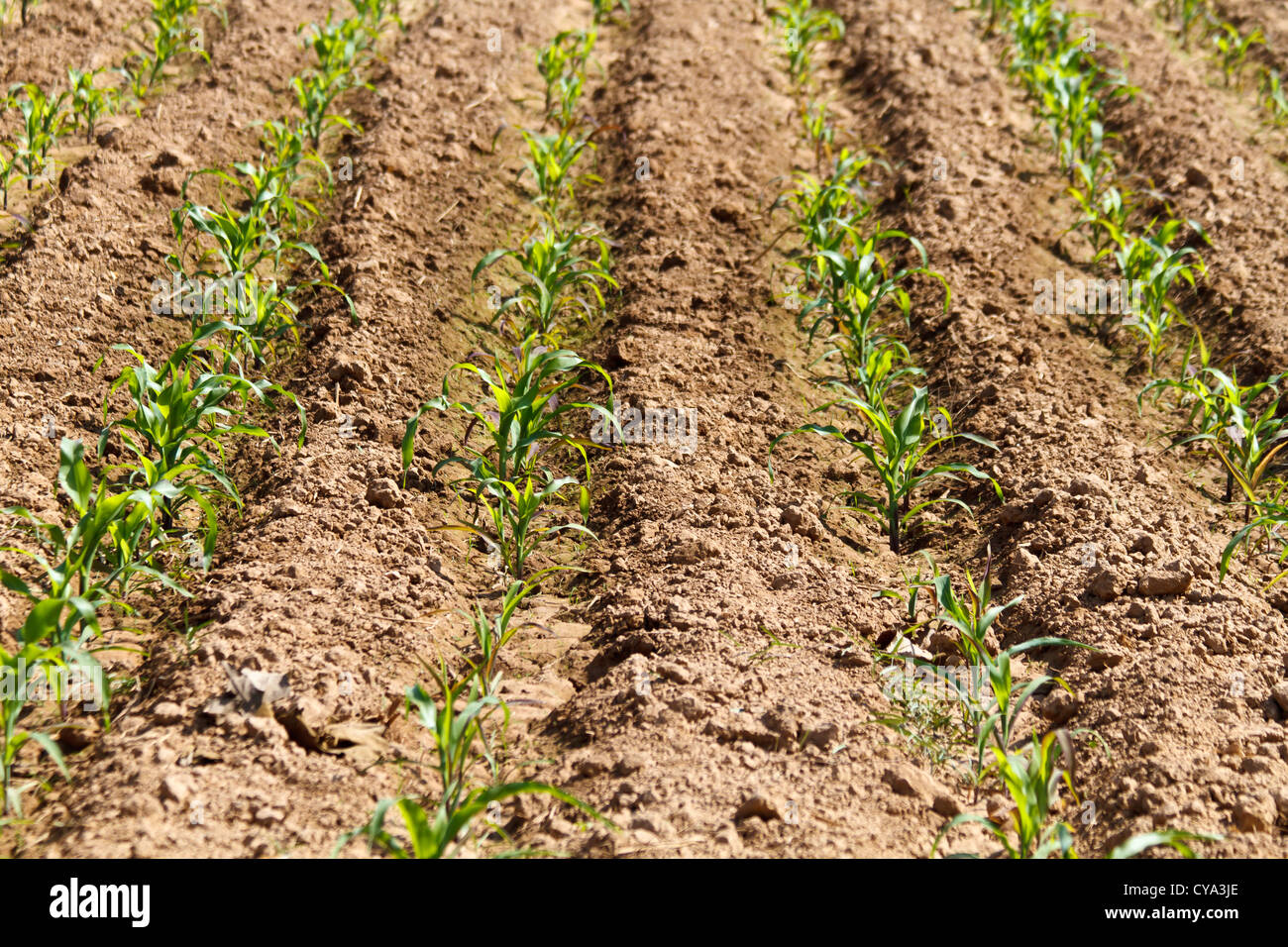 Typical Rice Field in rural Laos Stock Photo - Alamy