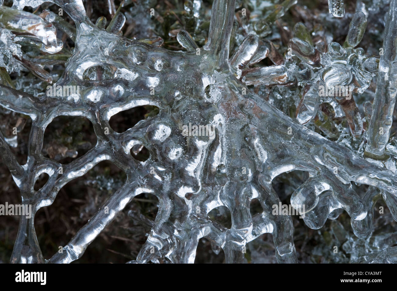 An ice-covered frozen cobweb hangs in a gorse bush after a sudden ...