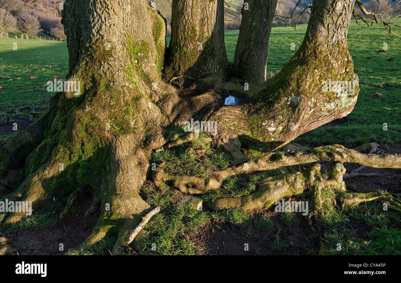 Coppicing hi-res stock photography and images - Alamy