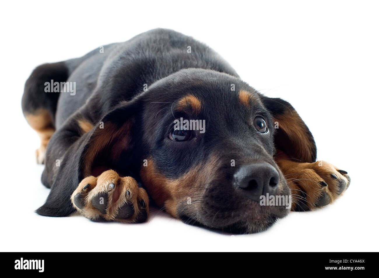 Sad doberman hi-res stock photography and images - Alamy