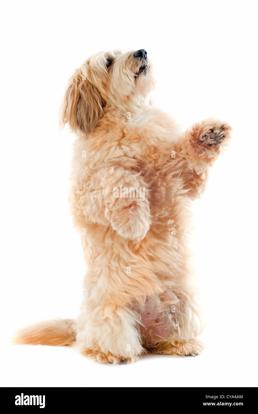 portrait of a griffon standing on his hind legs Stock Photo - Alamy
