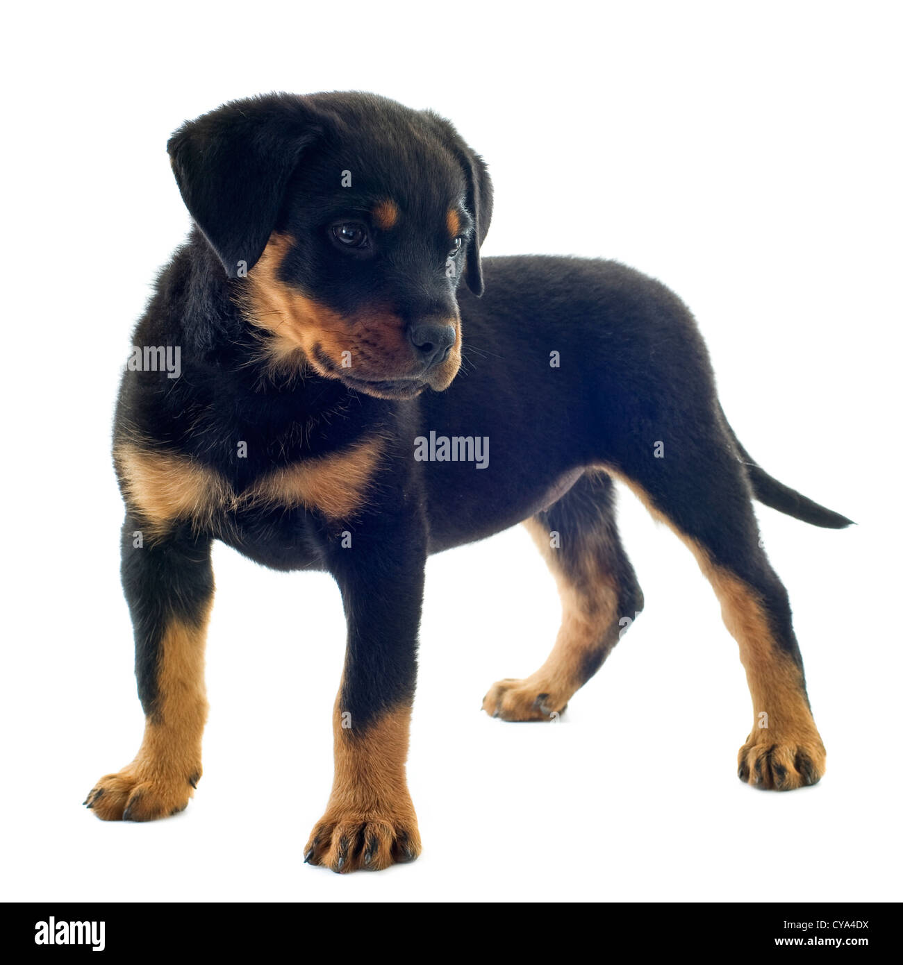 portrait of a purebred puppy rottweiler in front of white background ...