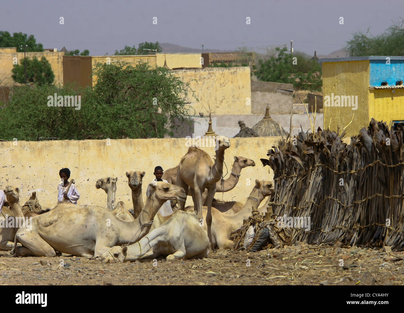 Monday Camel Market In Keren, Eritrea Stock Photo - Alamy