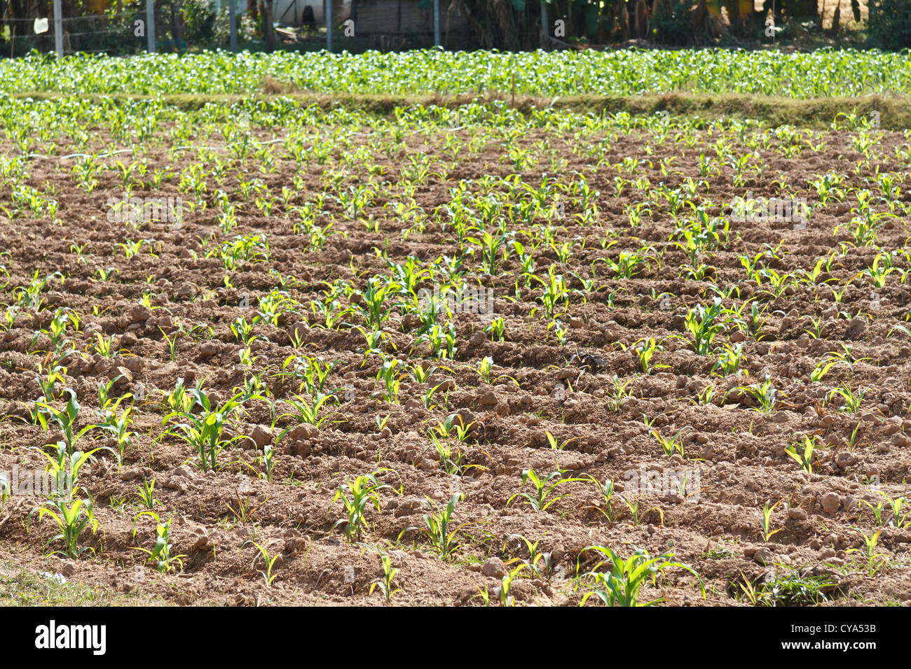 Typical Rice Field in rural Laos Stock Photo - Alamy