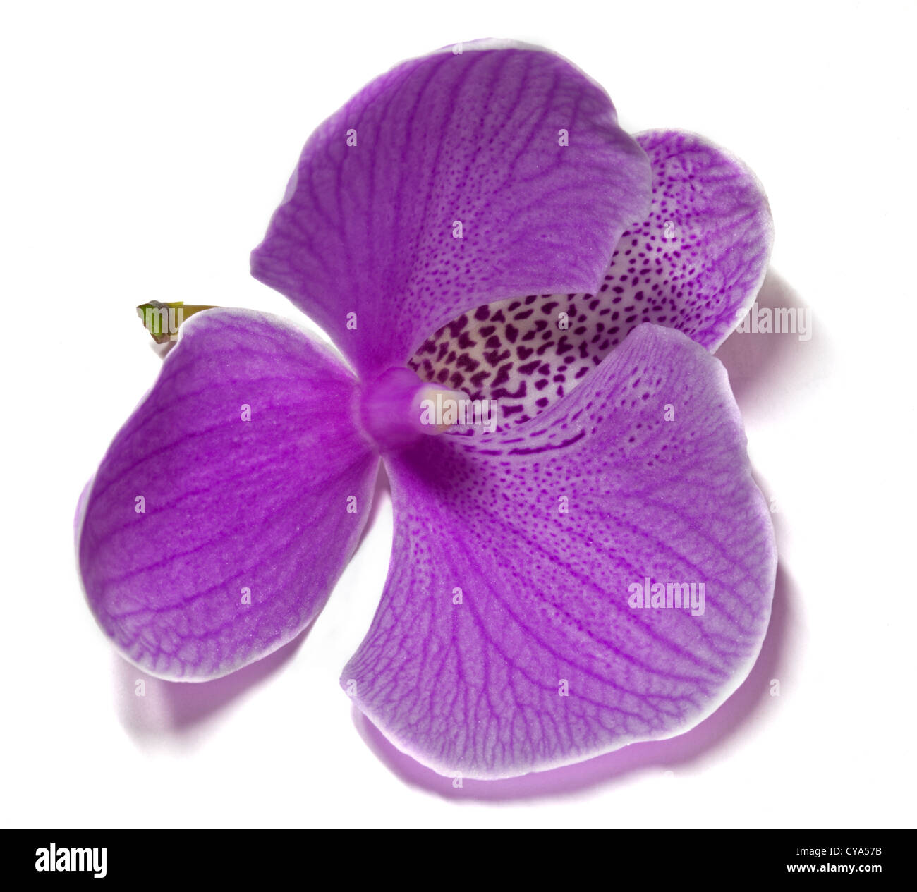 Pink Phalaenopsis (Moth) Orchid Flower, showing deformed growth Stock ...