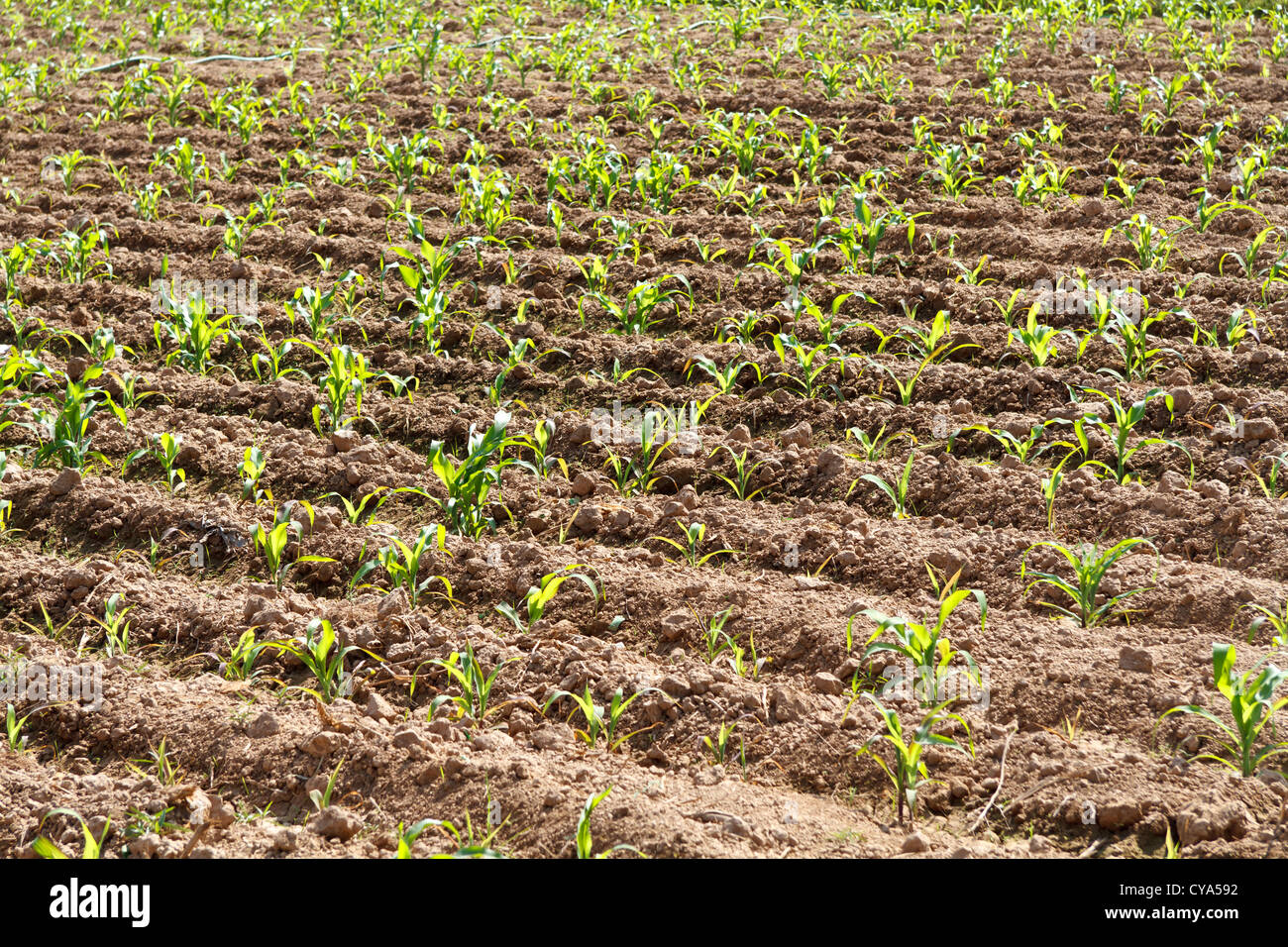 Typical Rice Field in rural Laos Stock Photo - Alamy