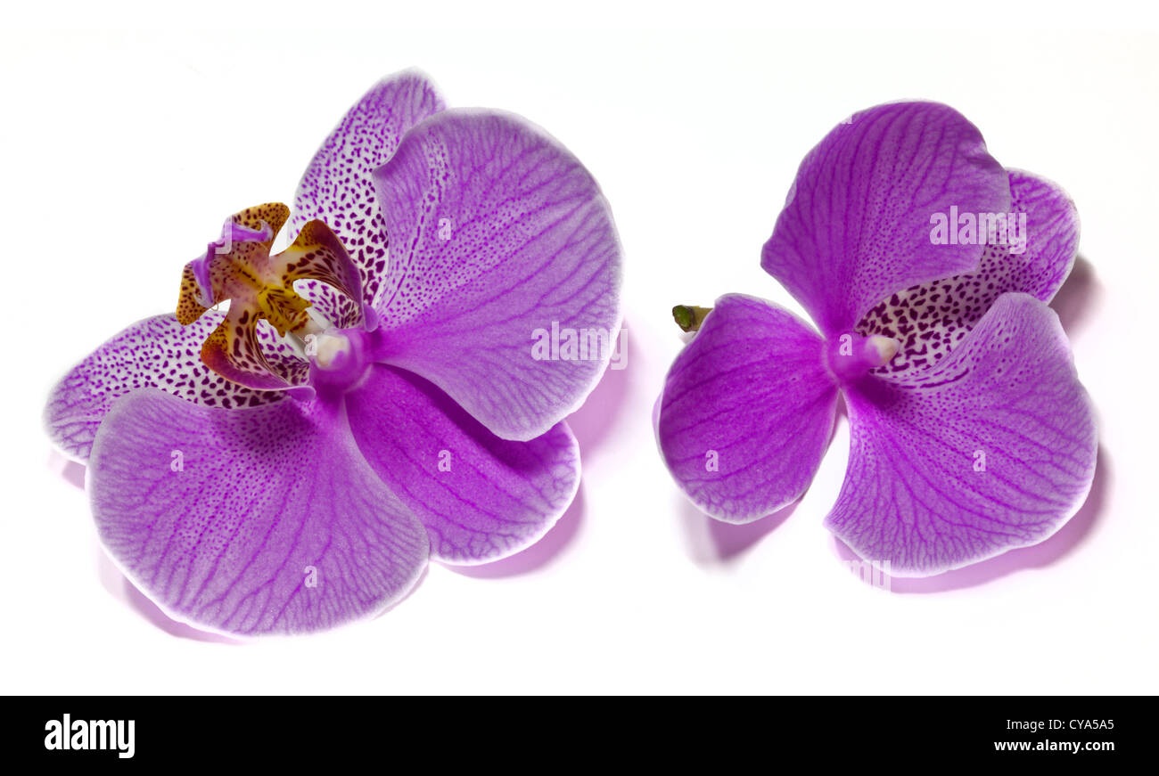 Pink Phalaenopsis (Moth) Orchid Flowers, showing deformed flower growth ...