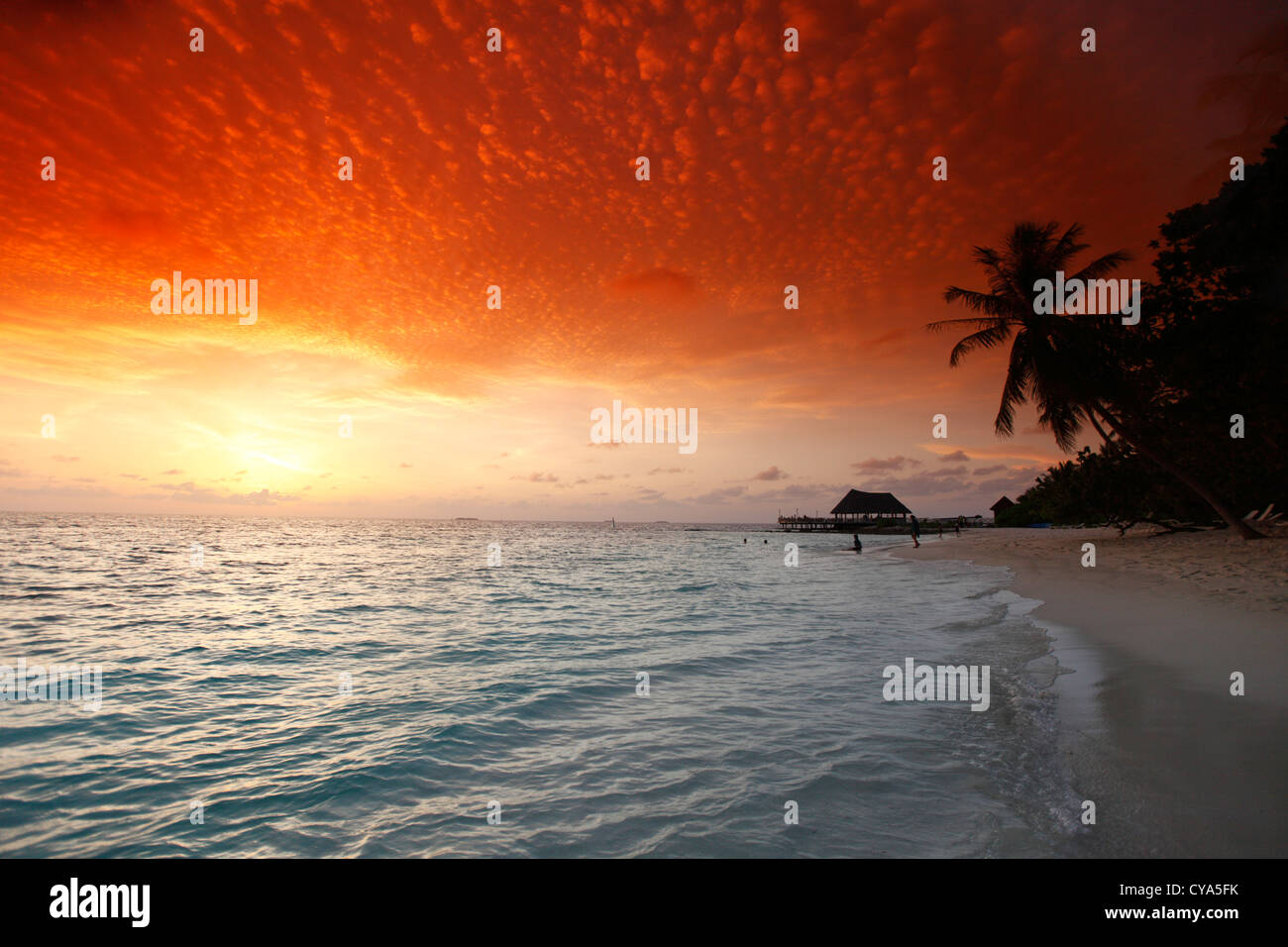 Beautiful view of sea and empty beach with palms on sunset Stock Photo ...
