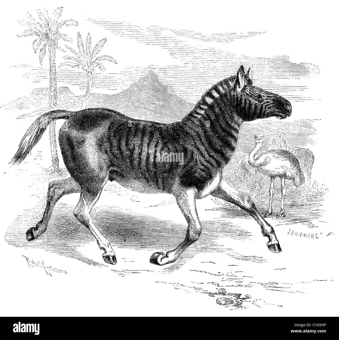 Vintage pferd hi-res stock photography and images - Alamy