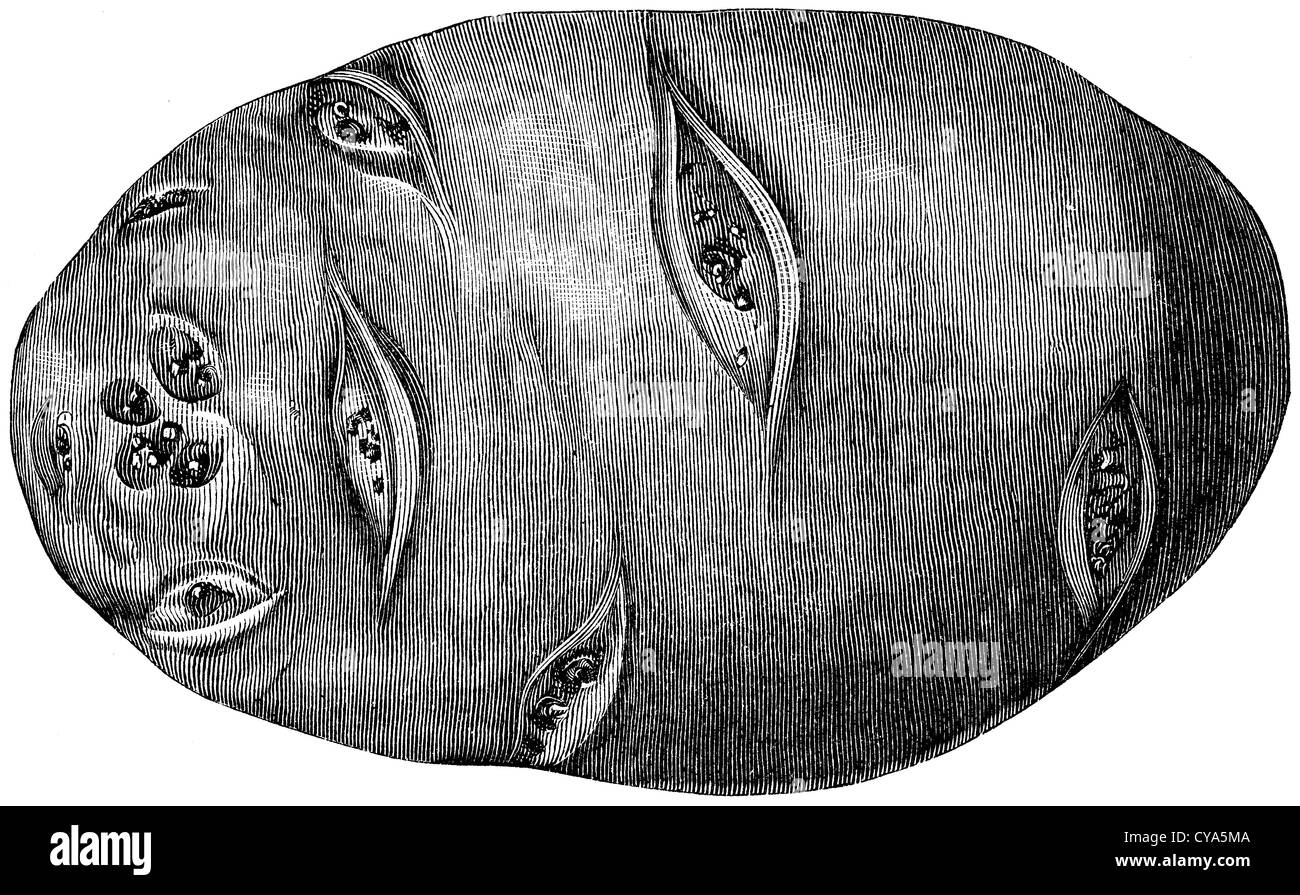 Potato: Variety Snowflake Stock Photo - Alamy