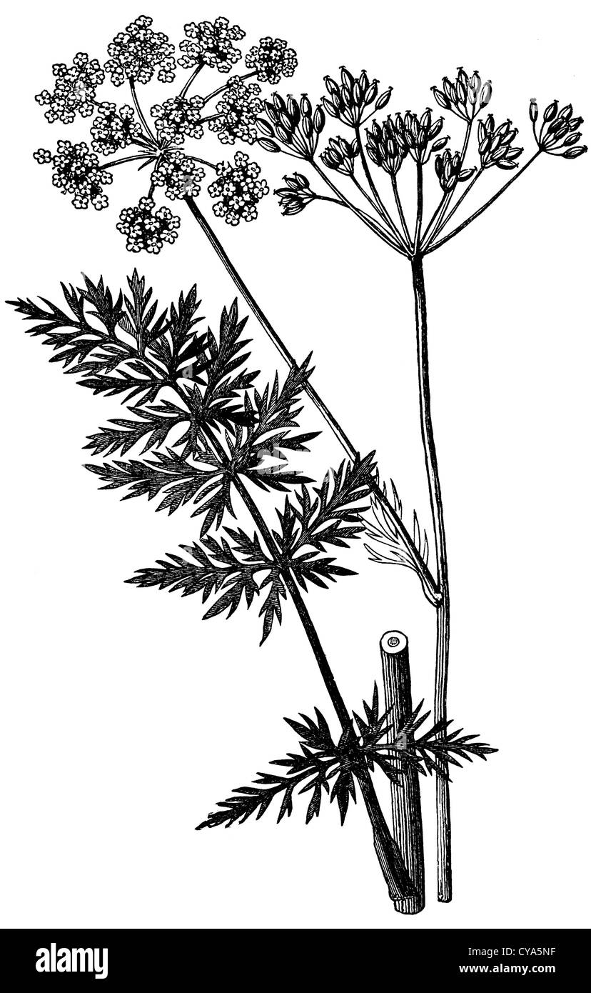 Drawing of caraway Cut Out Stock Images & Pictures - Alamy