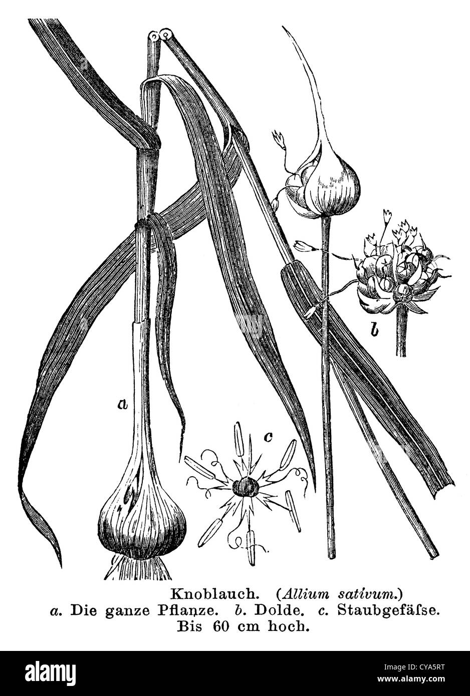 Garlic drawing Cut Out Stock Images & Pictures - Alamy