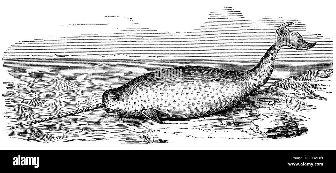 Narwhal drawing hi-res stock photography and images - Alamy