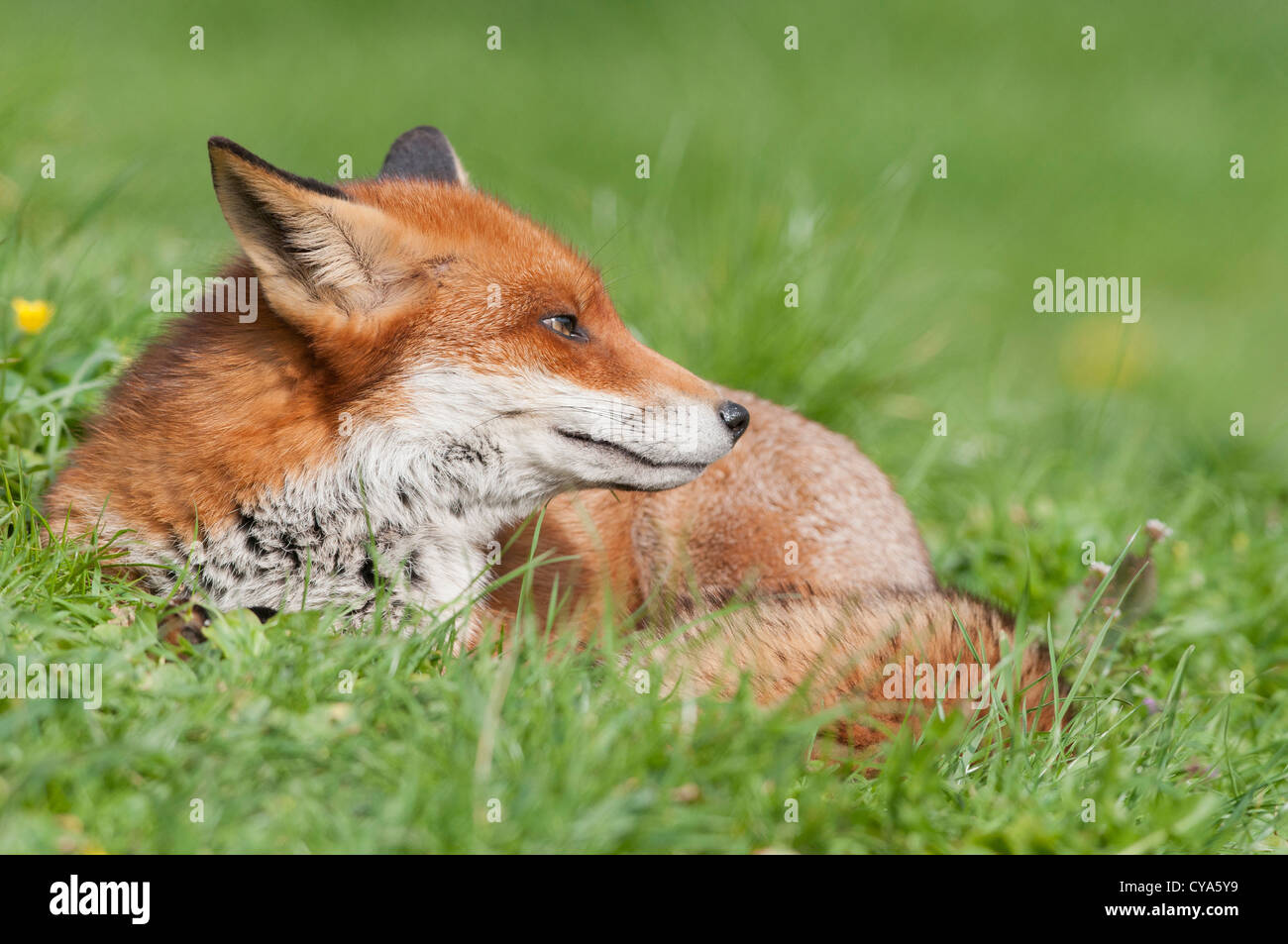 British red fox hi-res stock photography and images - Alamy