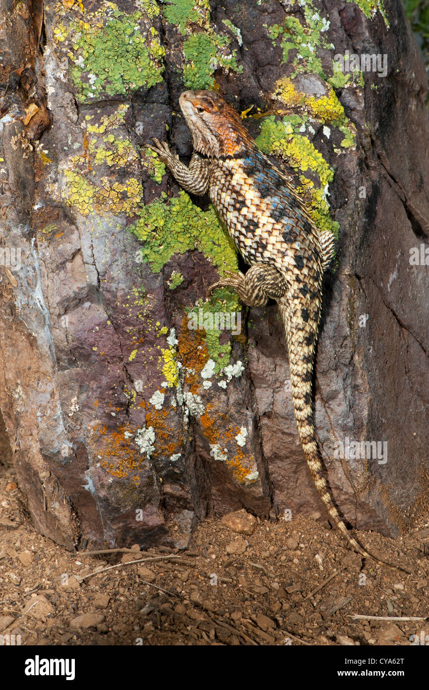 Desert spiny lizard hi-res stock photography and images - Alamy