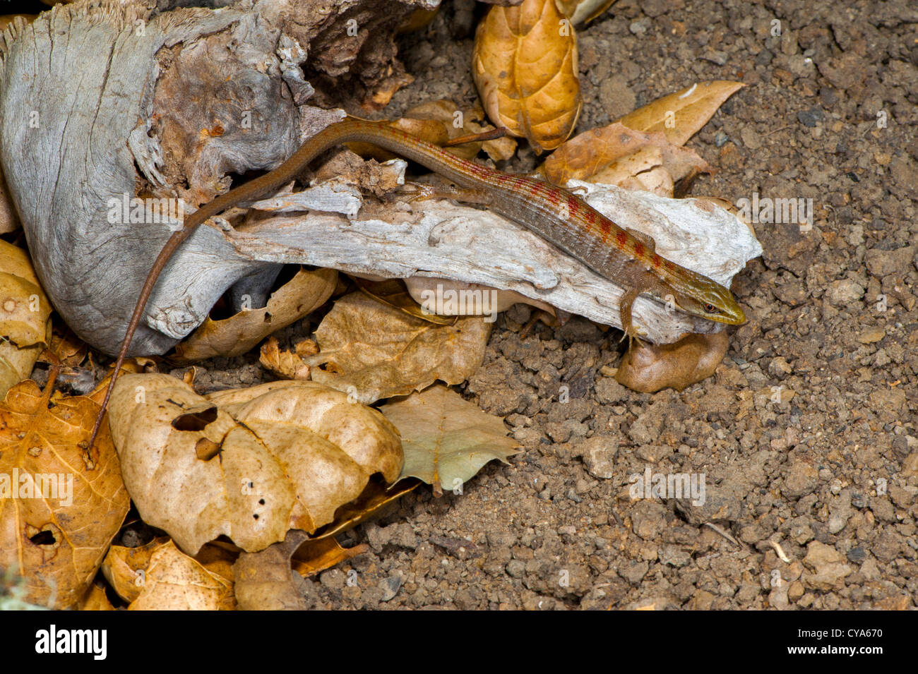 Southern Alligator Lizard Elgaria multicarinata Santa Cruz, California ...