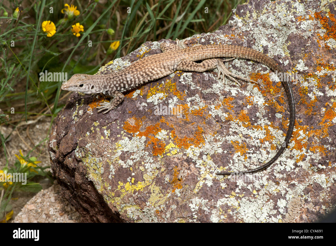 Western whiptail lizard hi-res stock photography and images - Alamy