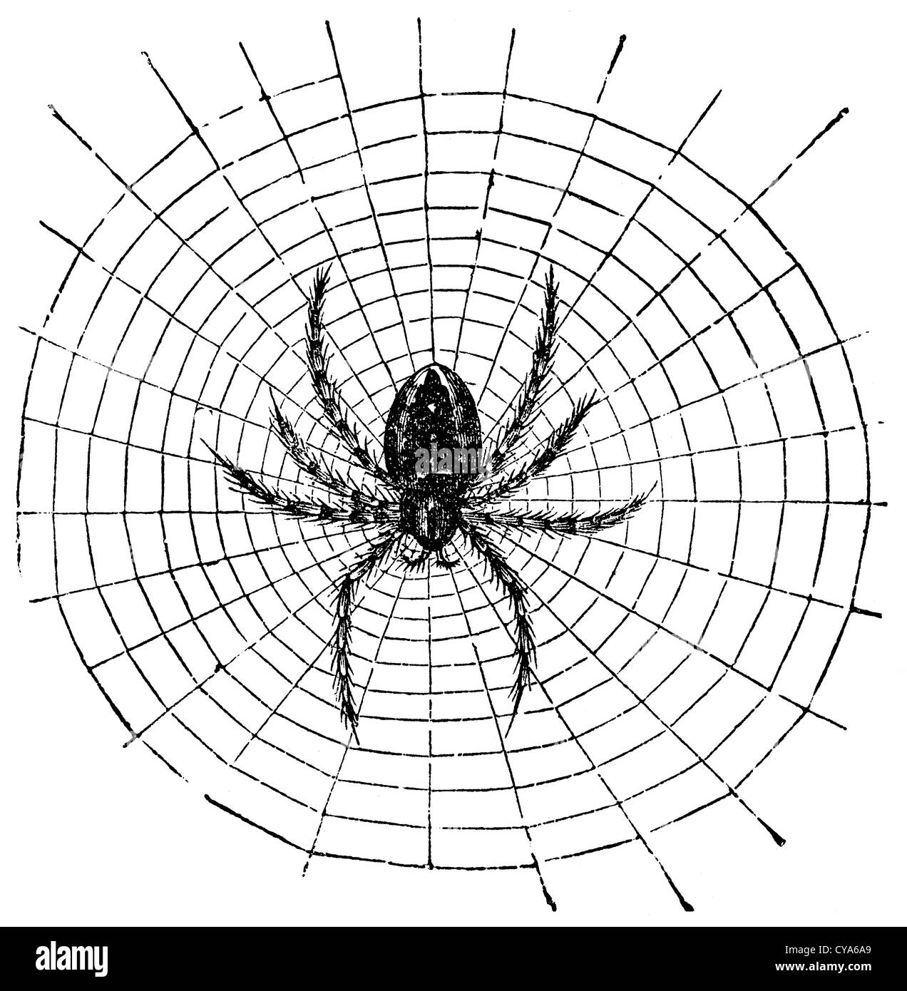 Garden spider Black and White Stock Photos & Images - Alamy