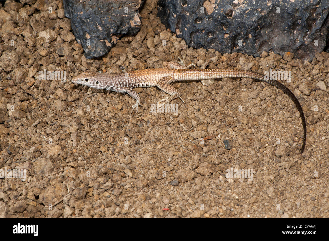 Western Whiptail Aspidoscelis tigris central, California, Untied States ...