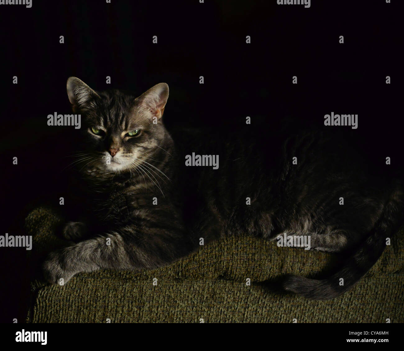 Bailey's Sunbeam-Cat relaxing in the soft glow of a late afternoon ...