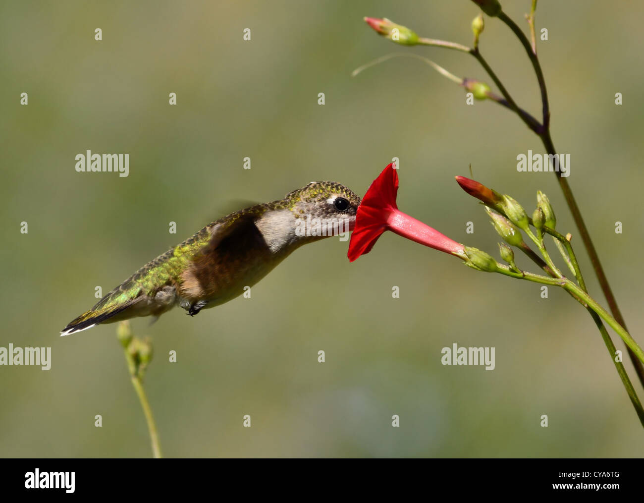 Flying In-A beautiful Ruby-Throated Hummingbird side view with nose in ...