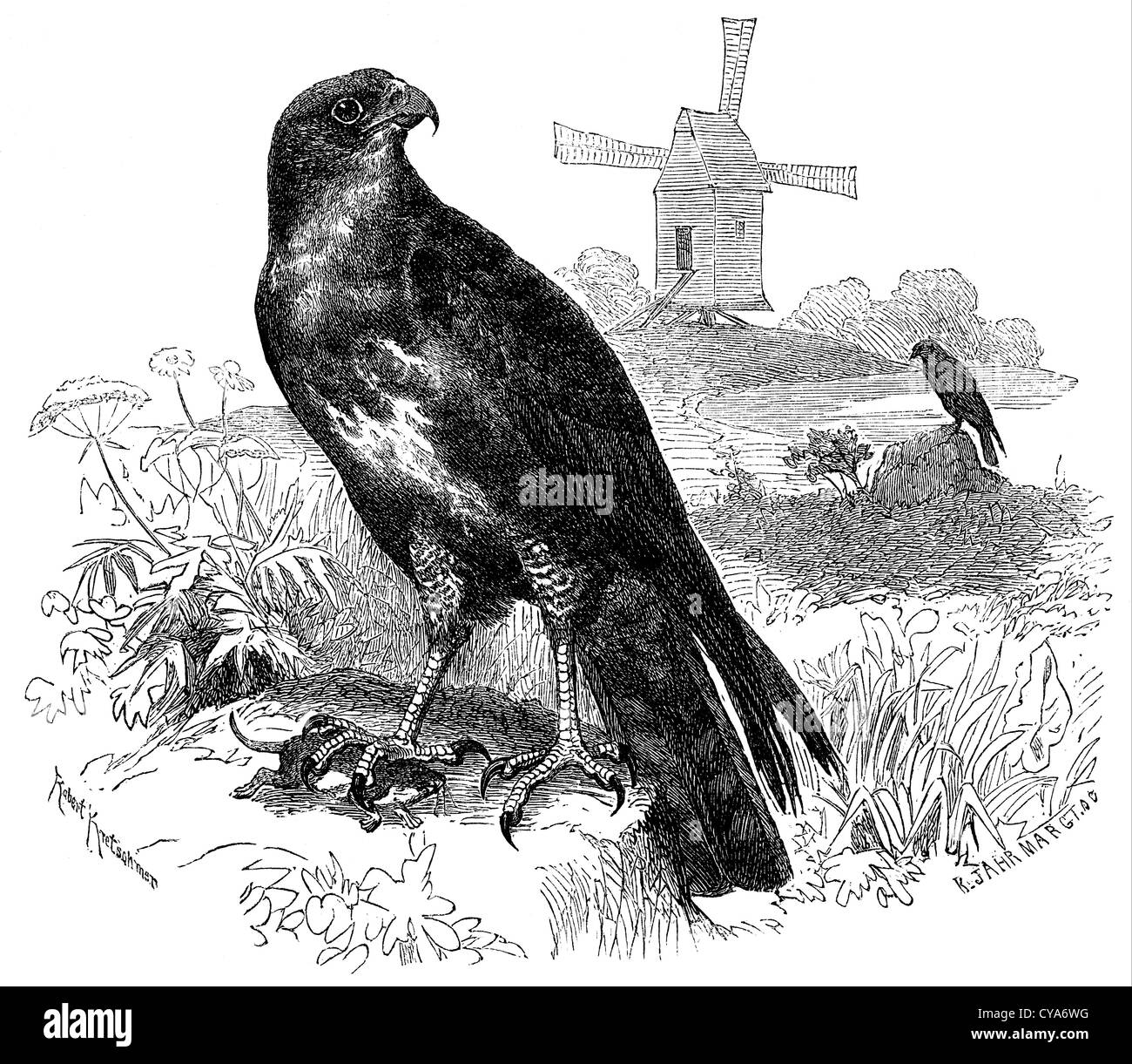 Vintage engraving buzzard hi-res stock photography and images - Alamy
