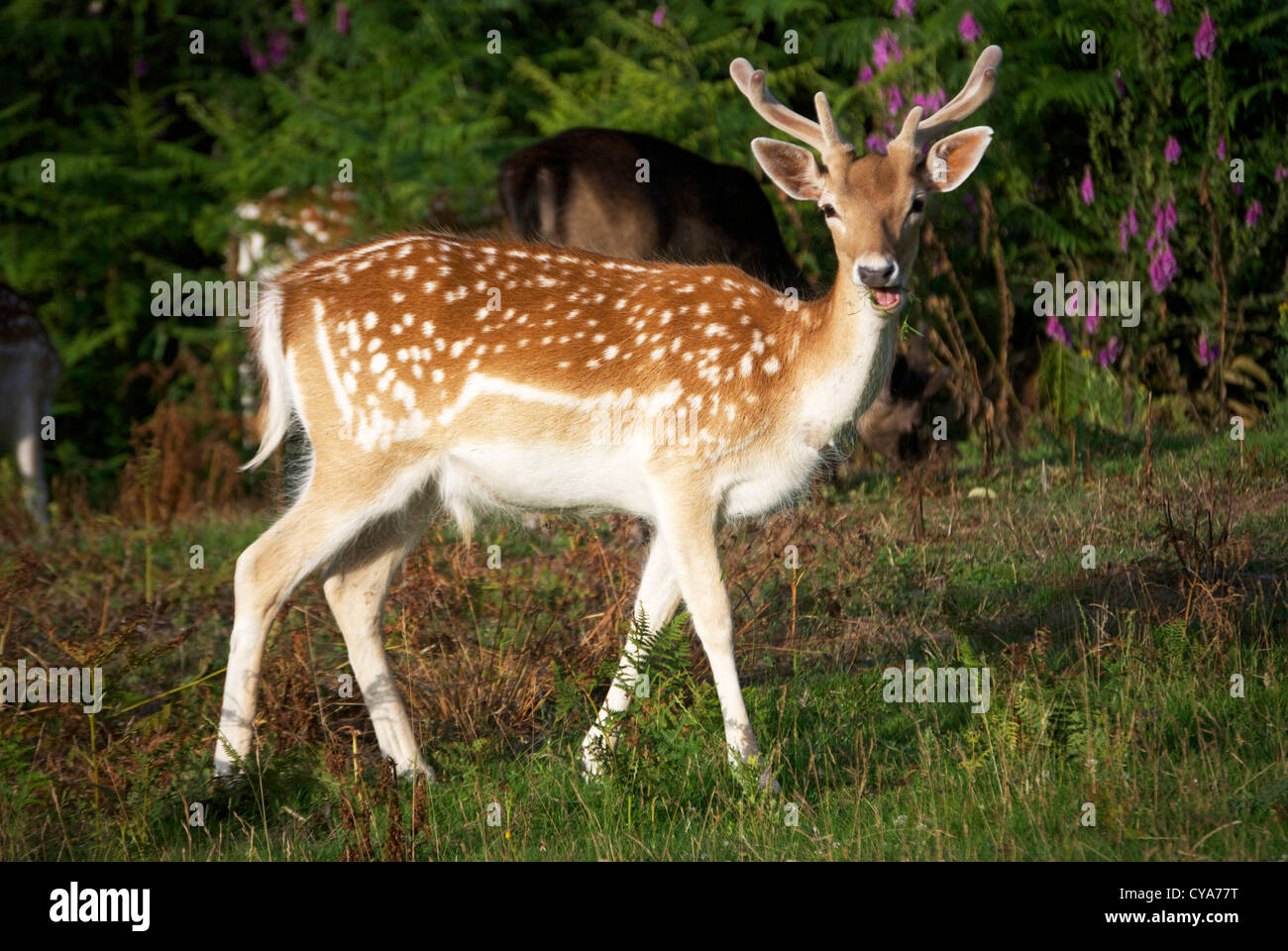 A male deer in Knole Park, Sevenoaks, Kent Stock Photo - Alamy