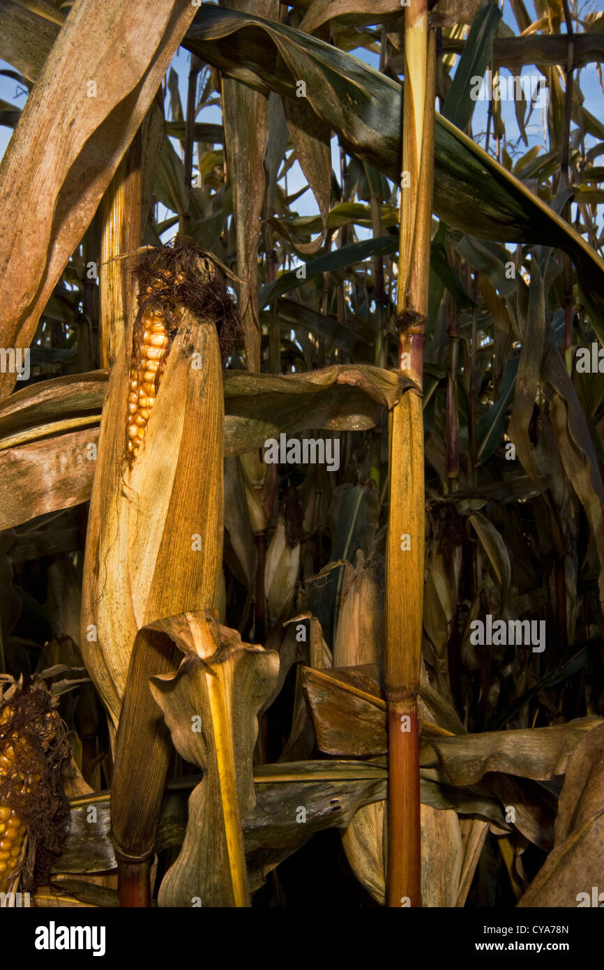 Ear of maize hi-res stock photography and images - Alamy