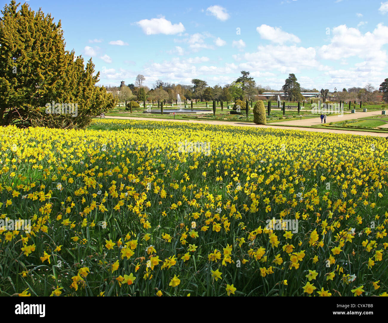 Spring daffodils at the formal Italianate gardens at Trentham Gardens ...
