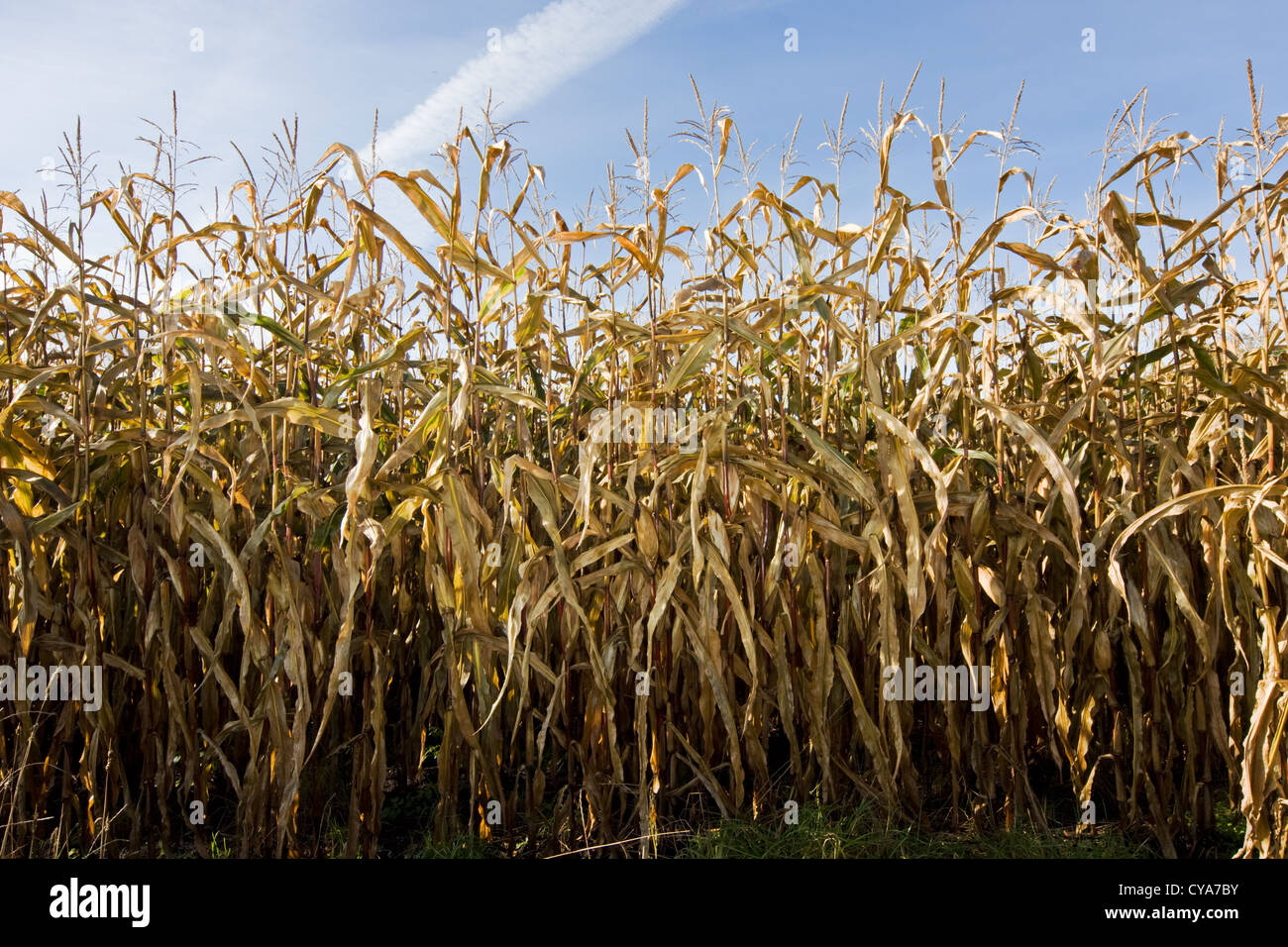 Maize plants, dry and ripe, under a blue sky in autumn Stock Photo - Alamy