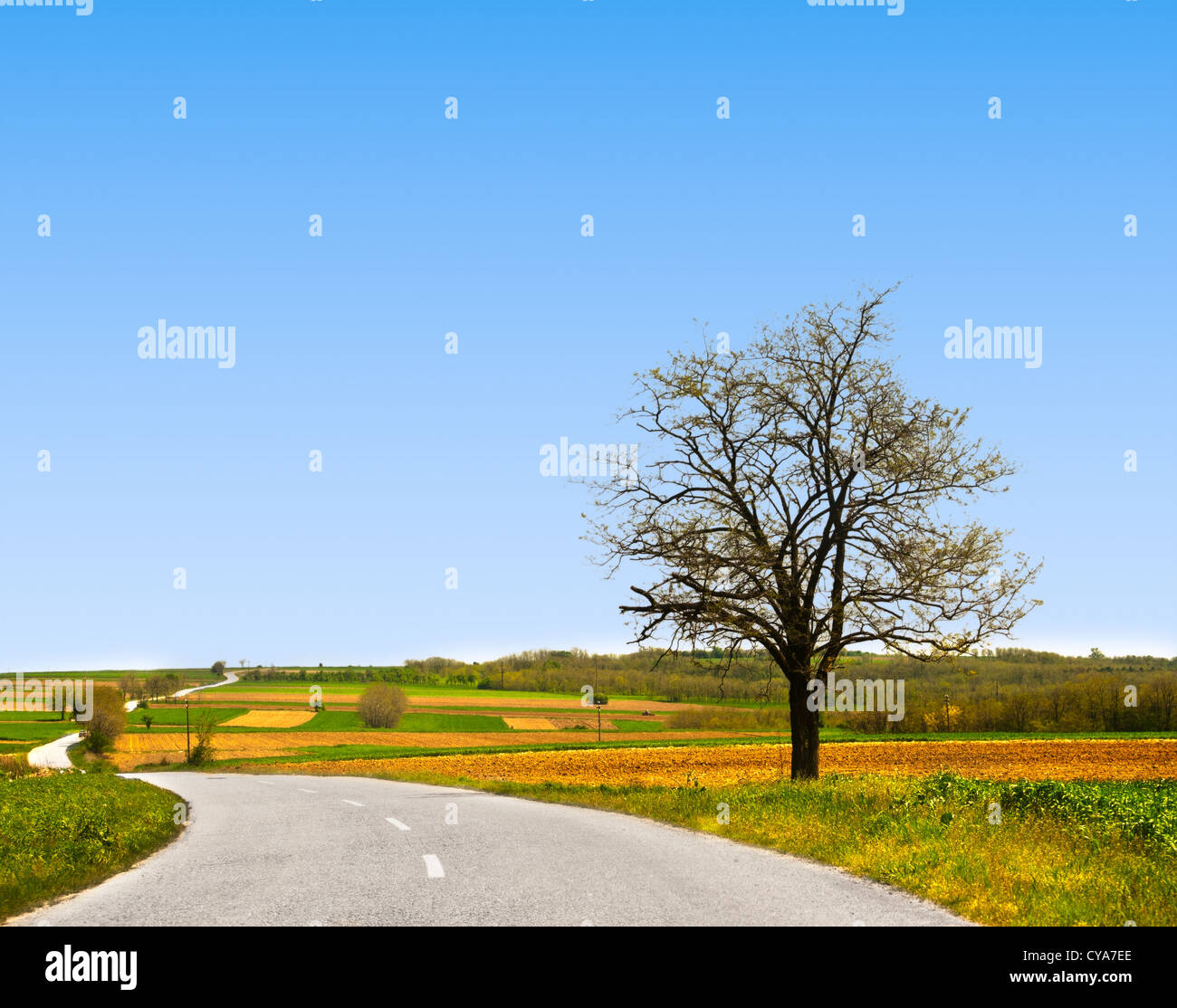 Empty countryside road with lonely tree and clear blue sky Stock Photo ...