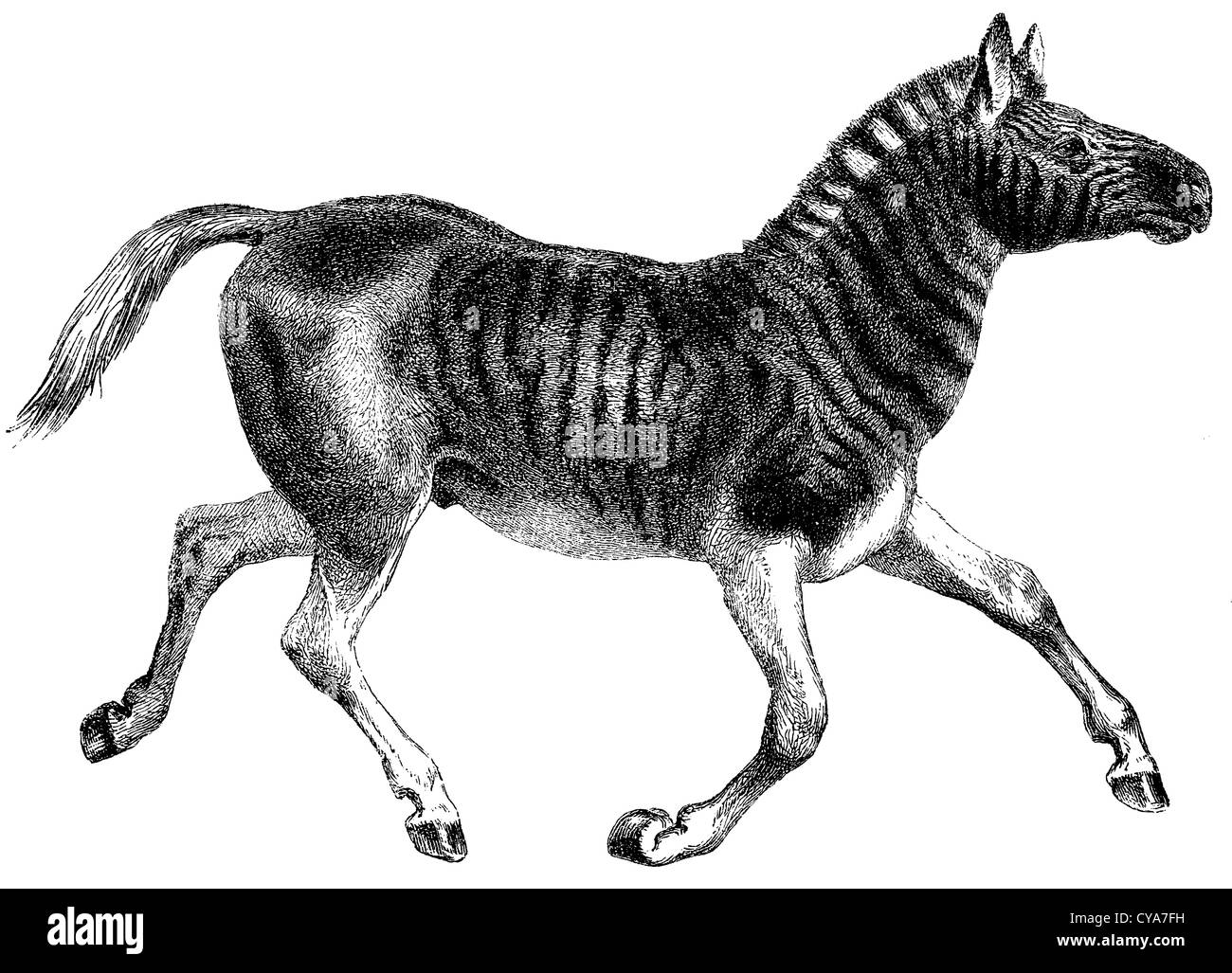 Vintage pferd hi-res stock photography and images - Alamy