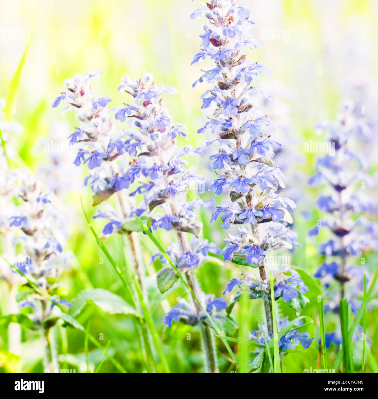 Beautiful spring flowers with sunny background Stock Photo - Alamy