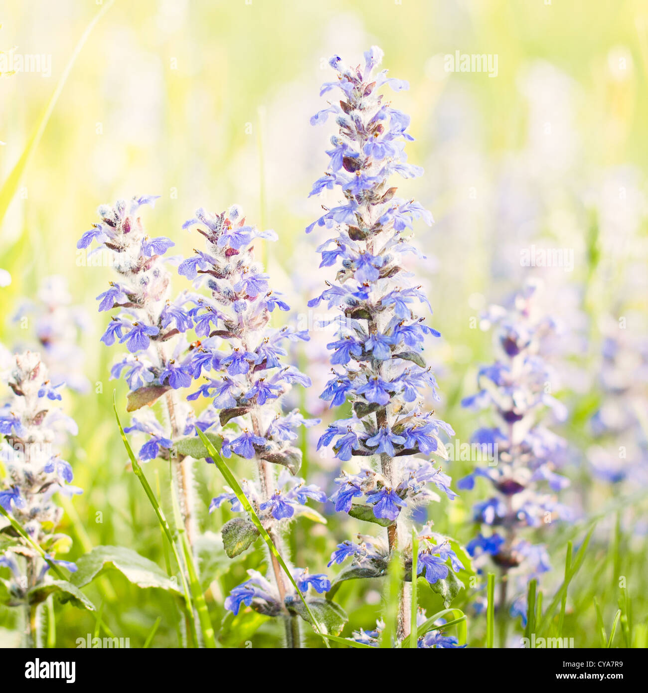 Beautiful spring flowers with sunny background Stock Photo - Alamy